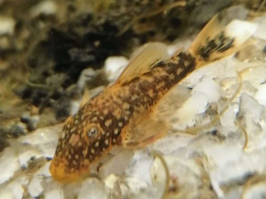 Анциструс мальки и подростки)