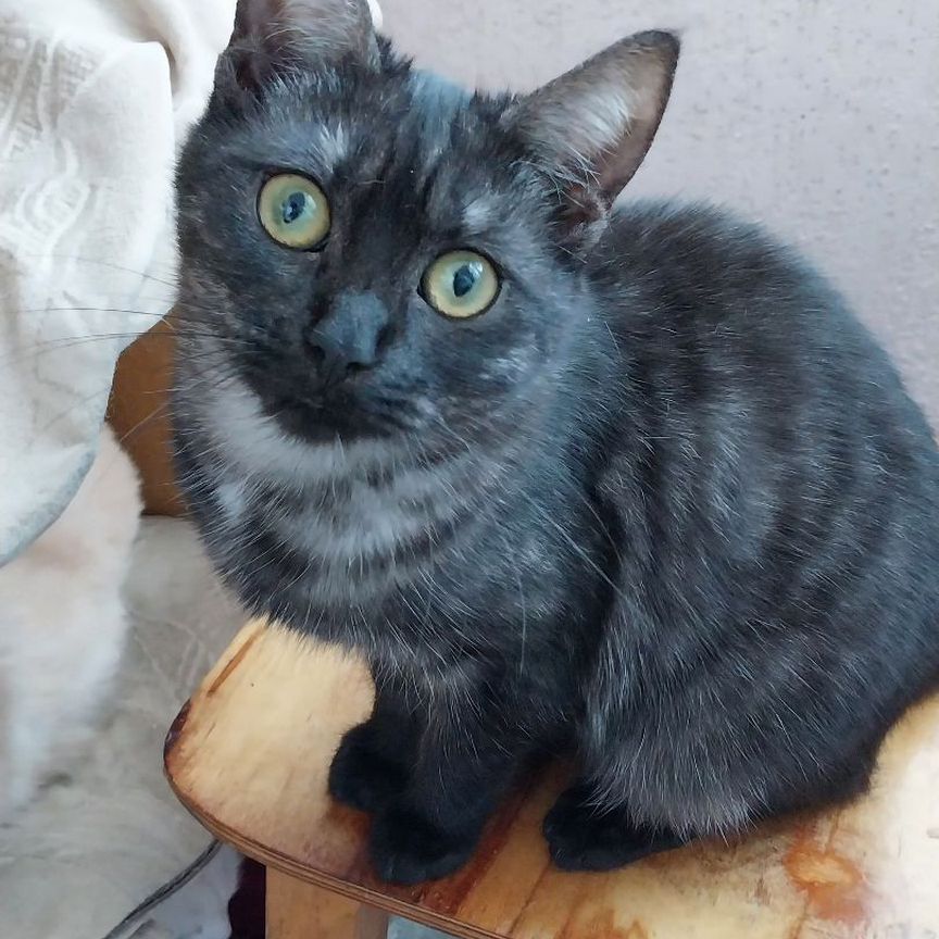 Кошечка Мурыся