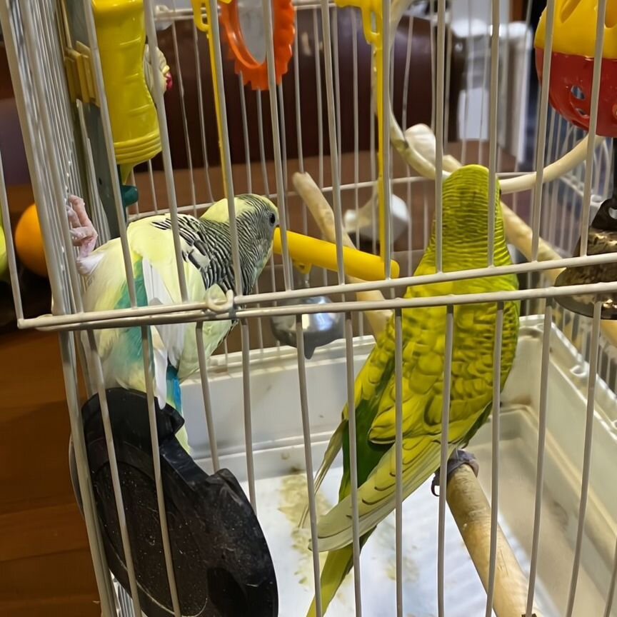 Волнистый попугай с клеткой