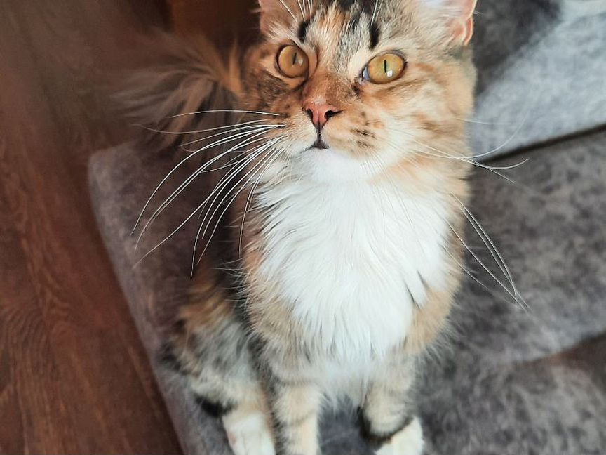 Кошка