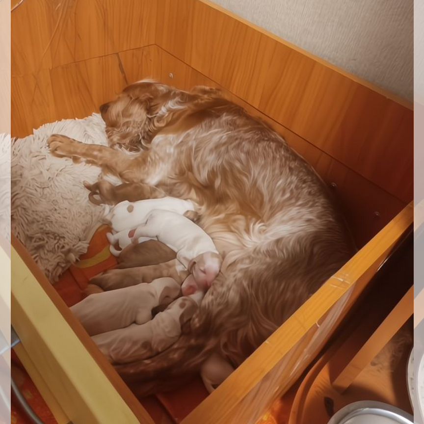 Русский охотничий спаниель, щенок