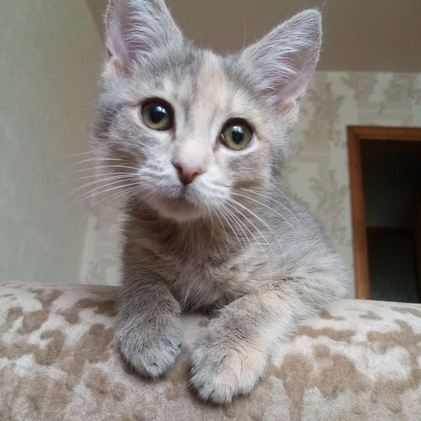 Котенок в добрые руки