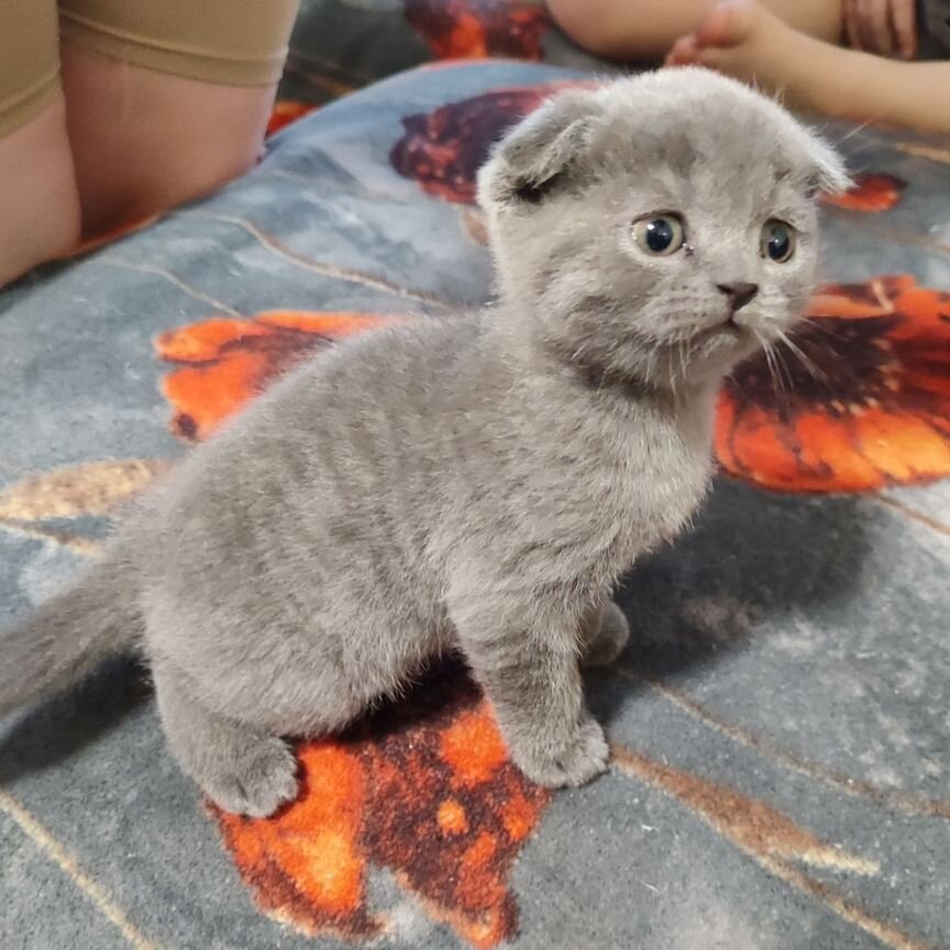 Британский короткошёрстный котёнок