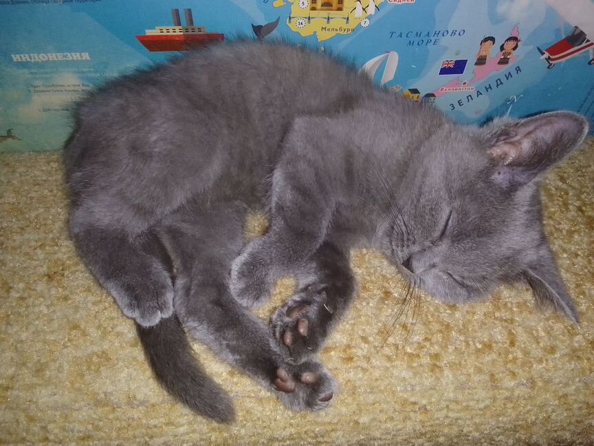 Крошечная Британская (возможно помесь) малышка