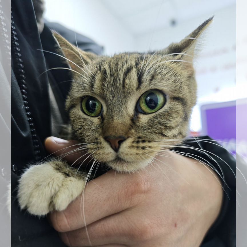 Взрослая, кошка в добрые руки