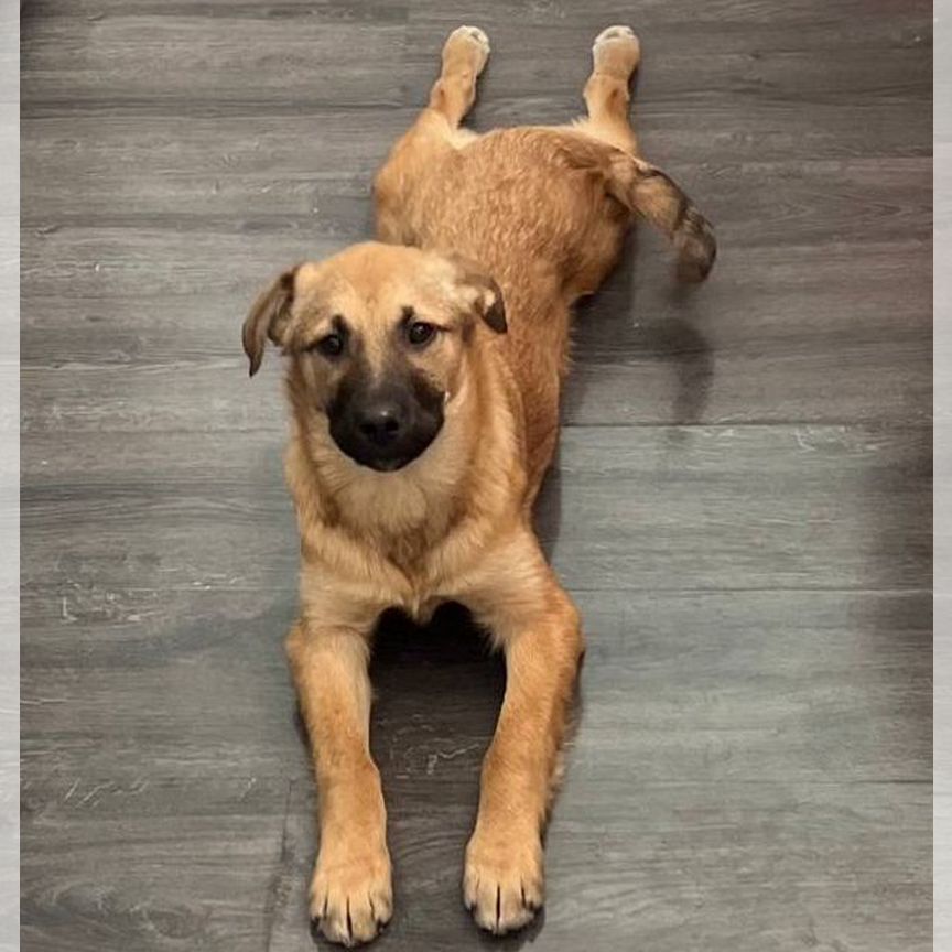 Щенок в добрые руки