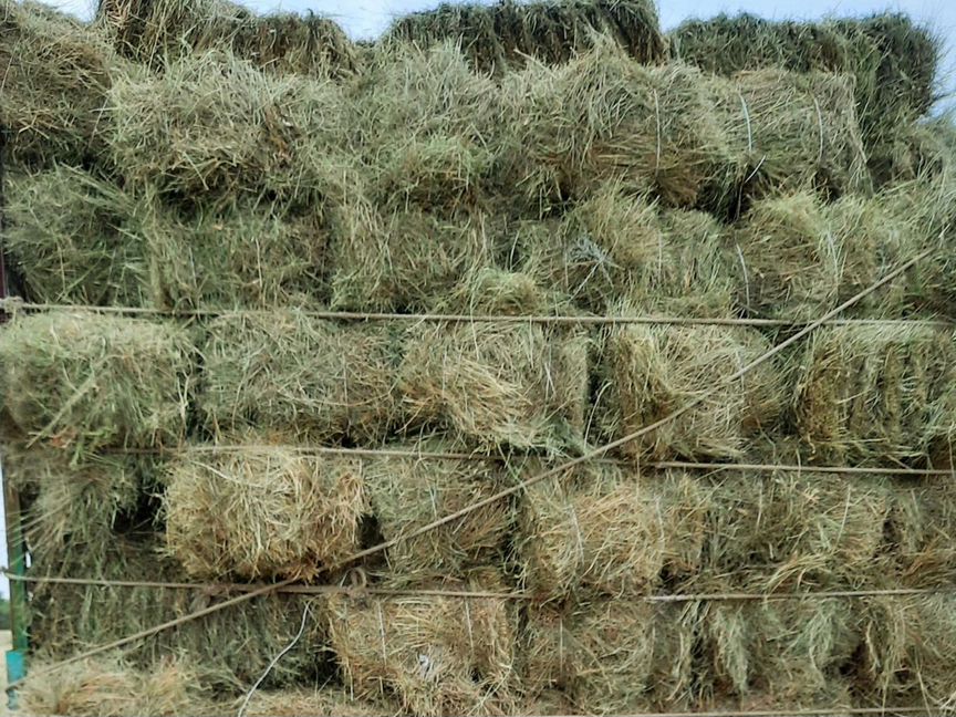 Сено в тюках