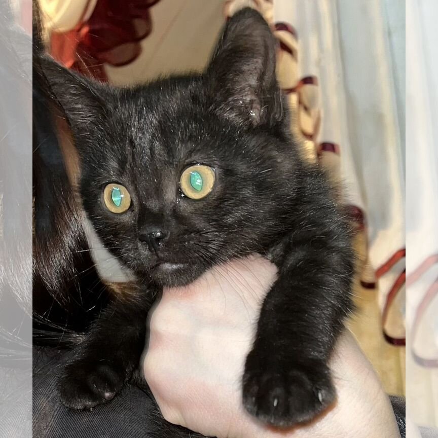 Котёнок в добрые руки