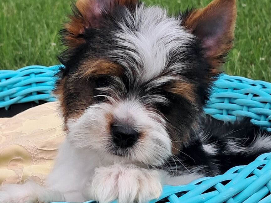 Бивер мальчик