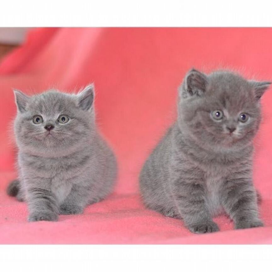 Британский короткошёрстный котёнок