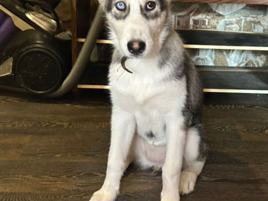 Аляскинский маламут бесплатно