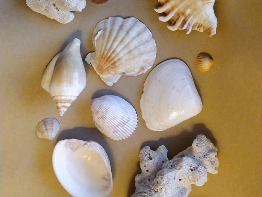 Ракушки и кораллы для аквариума - набор