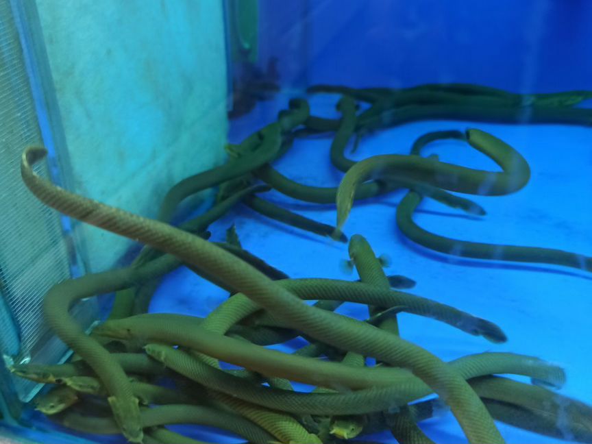 Калабарский Каламоихт