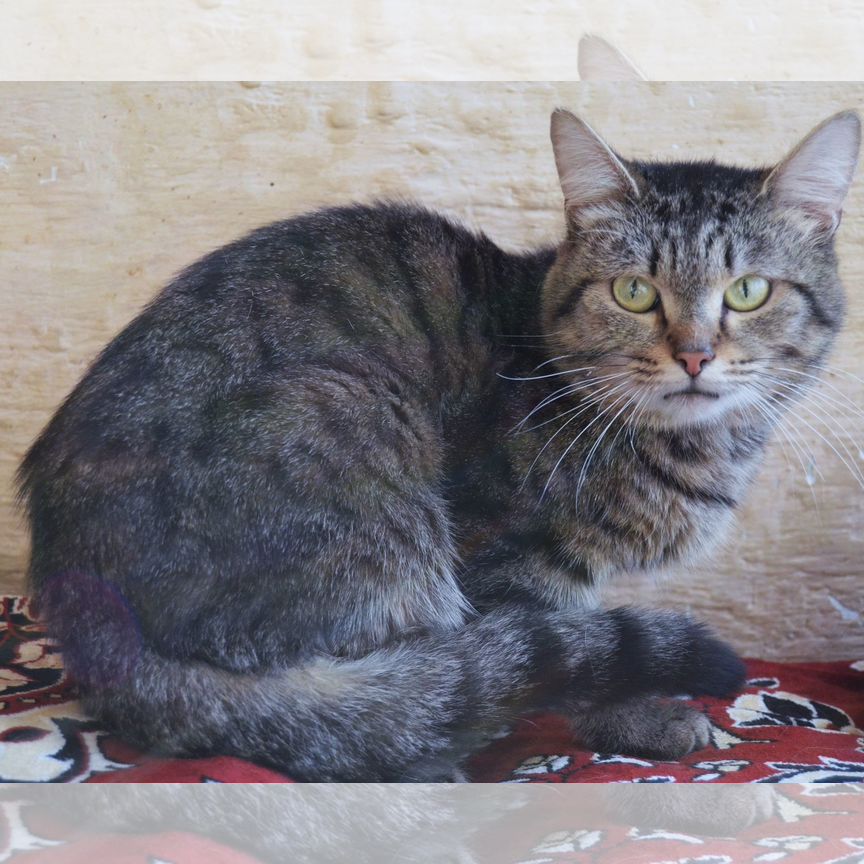 Взрослый кот в добрые руки