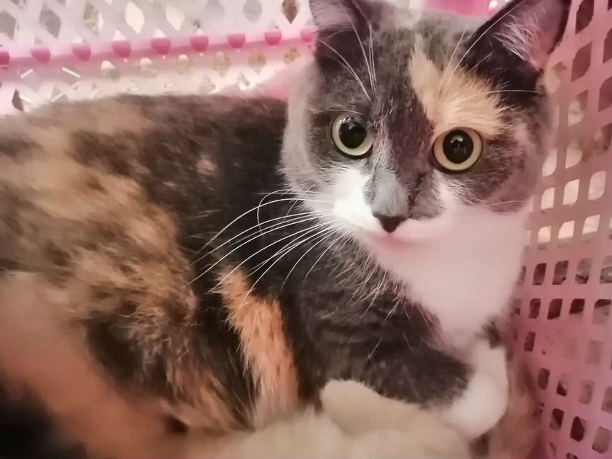 Умная и красивая кошка ищет хозяина