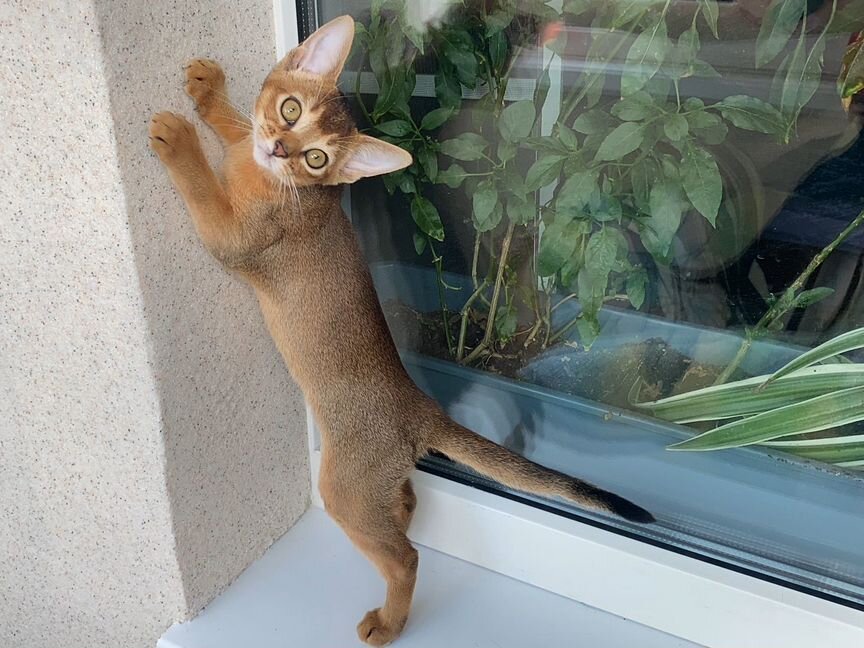 Абиссинская малышка