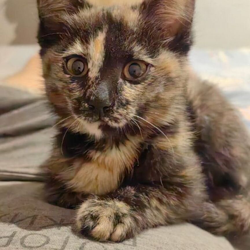 Кошечка 1,5 месяца
