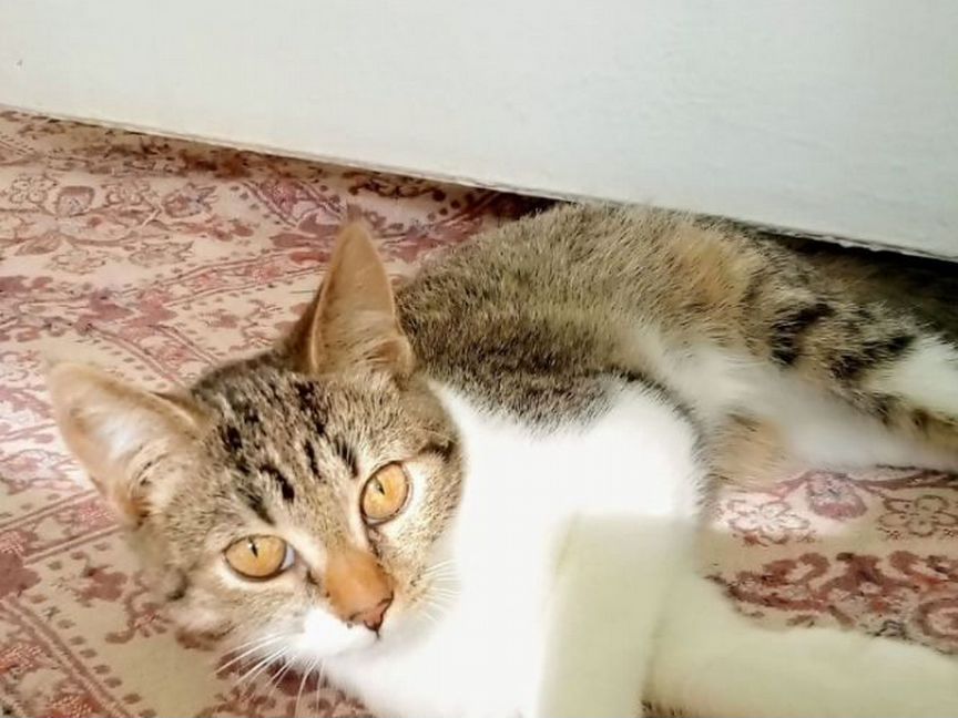 Котёнок девочка 4 месяца