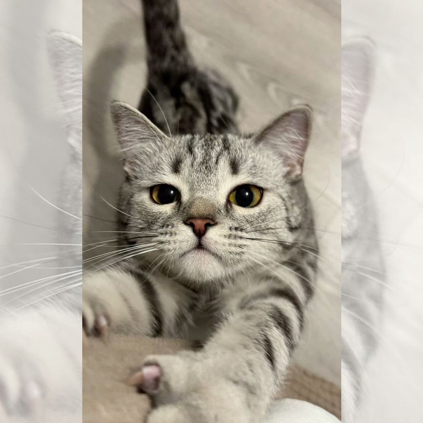 Взрослый кот в добрые руки