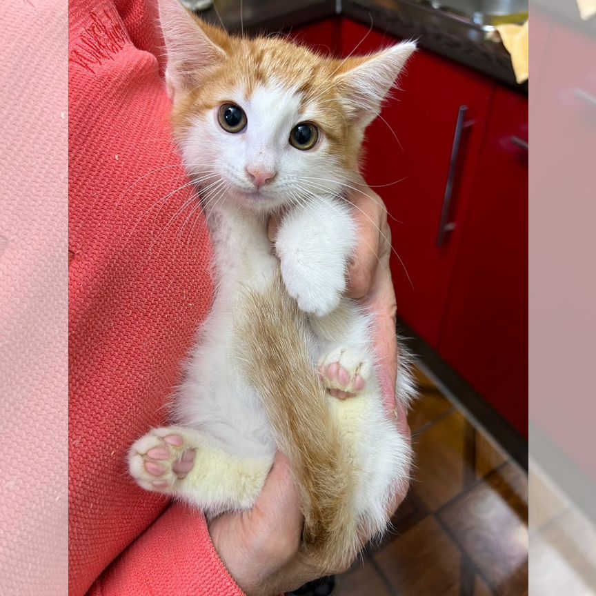 Котёнок в добрые руки