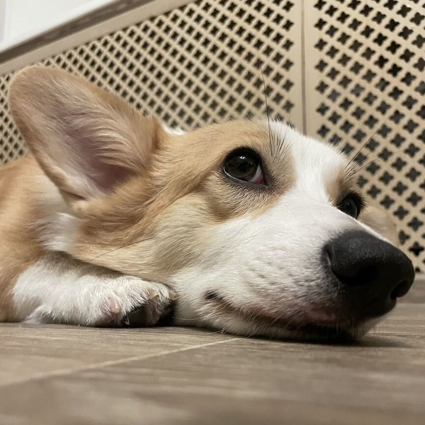 Вельш Корги Пемброк, щенок