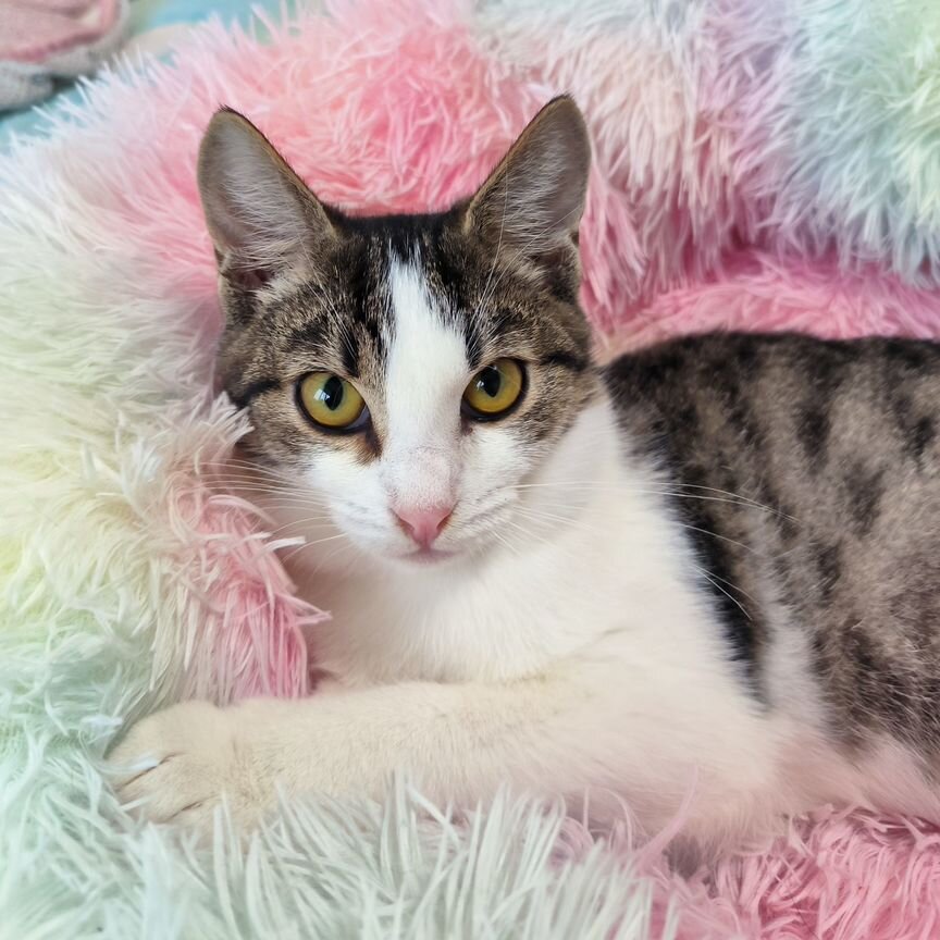 Милый котёнок, 6 мес. ищет дом