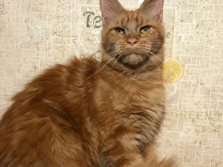 Кошка мейн кун красного окраса