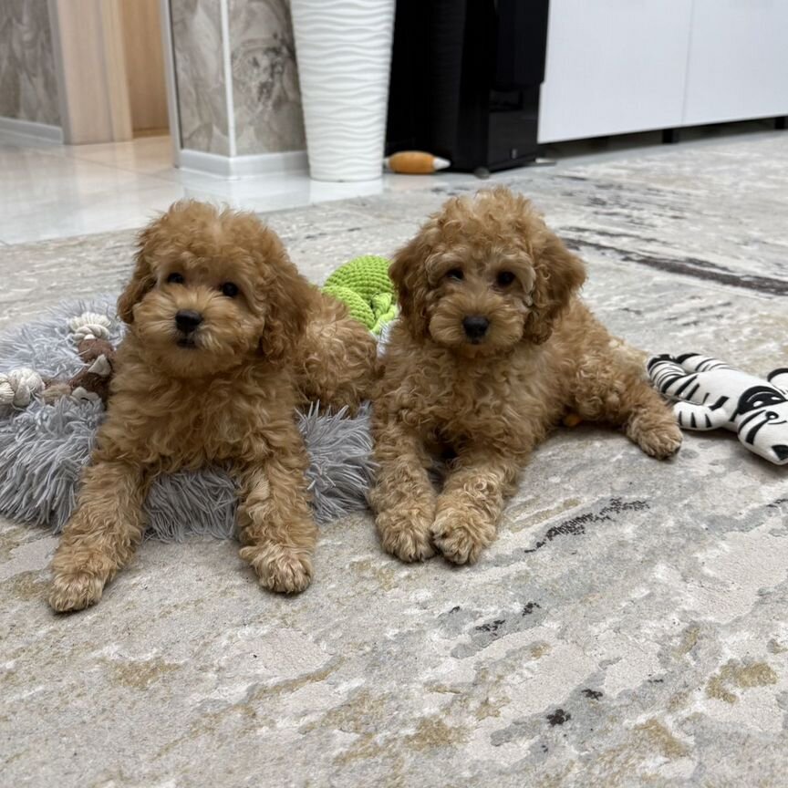 Той-пудель, щенок