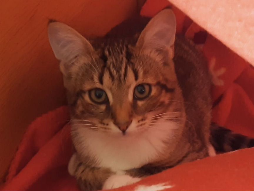 Котенок красотка Бетти 4,5 месяца в добрые руки