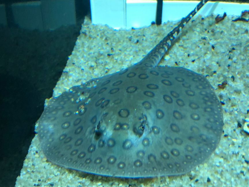 Скат моторо