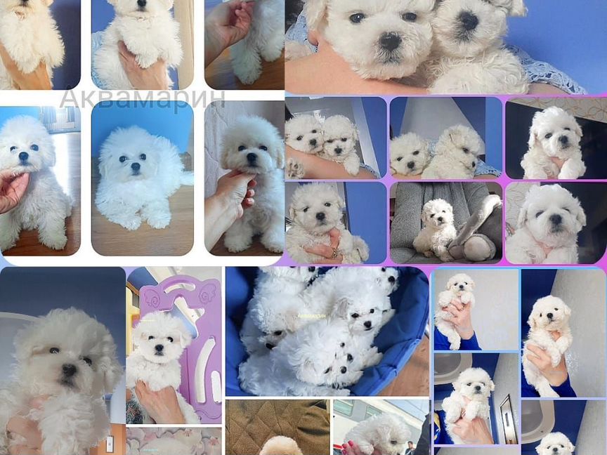 Бишон Фризе щенки вязка