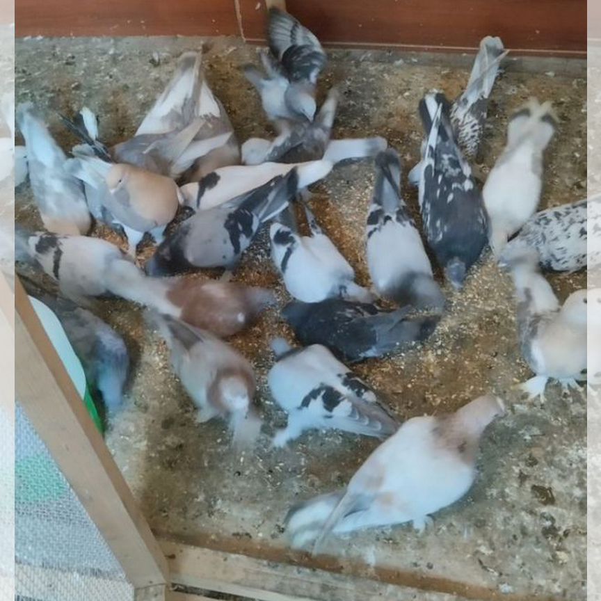 Голуби Турецкие такла