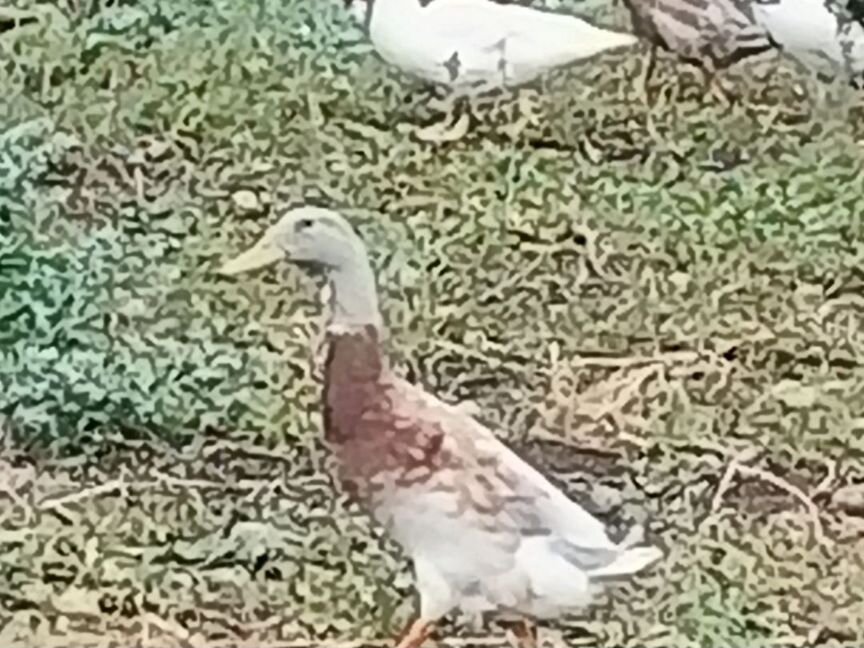 Утки индийский бегунок