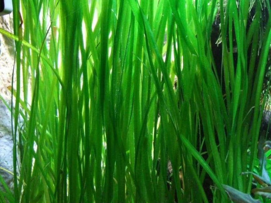 Аквариумные растения прополка