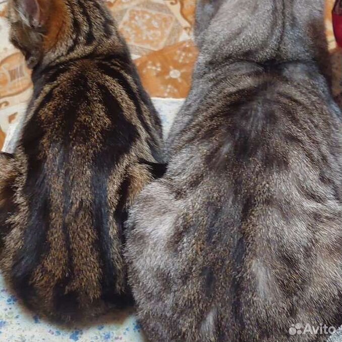 Кошки в добрые руки одайом бесплатно 2 кота икошку
