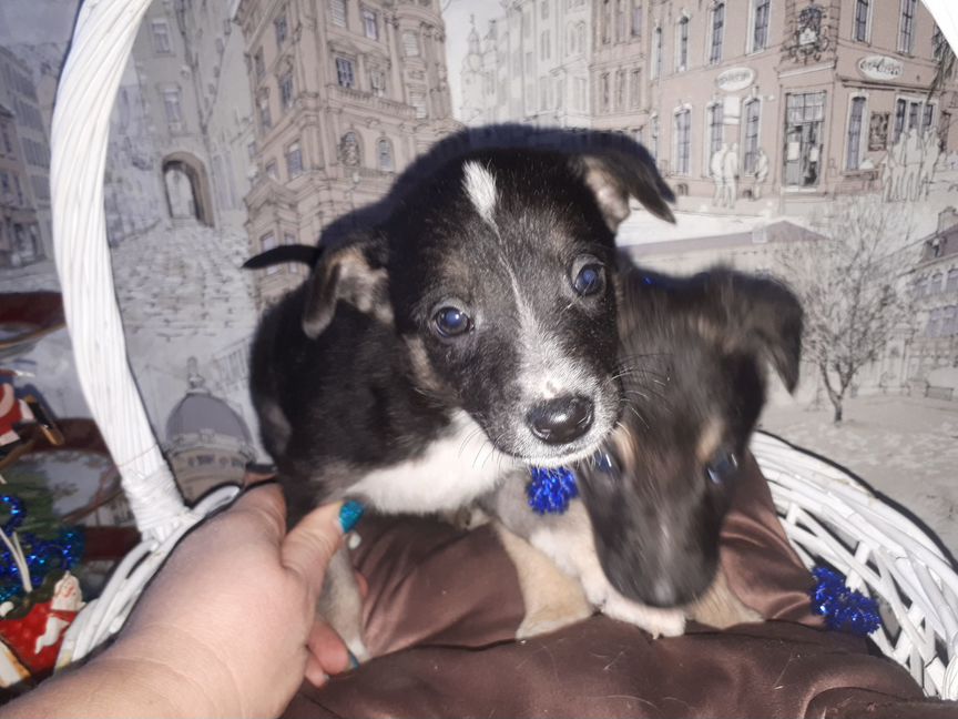 Чук и Гек в поисках семьи