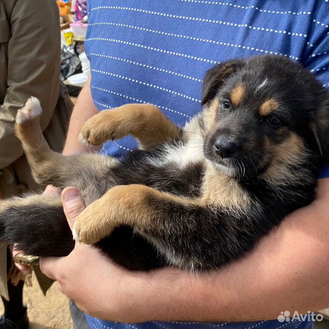 Прекрасные щеночки в хорошие руки