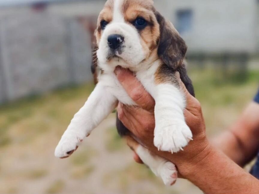 Щенки бигль