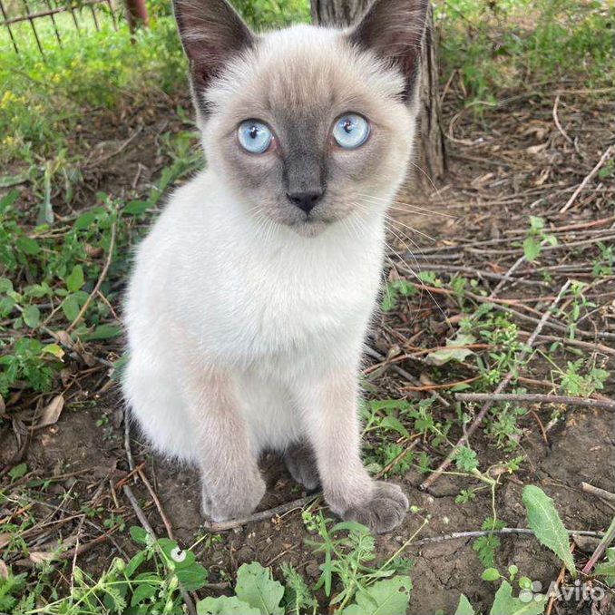 Котенок сиамский мальчик 3 месяца с доставкой