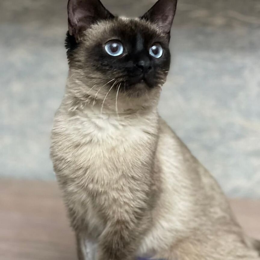 Тайская кошка с голубыми глазами