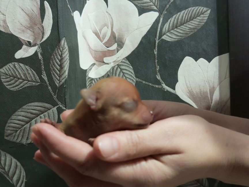 Мини тойчики