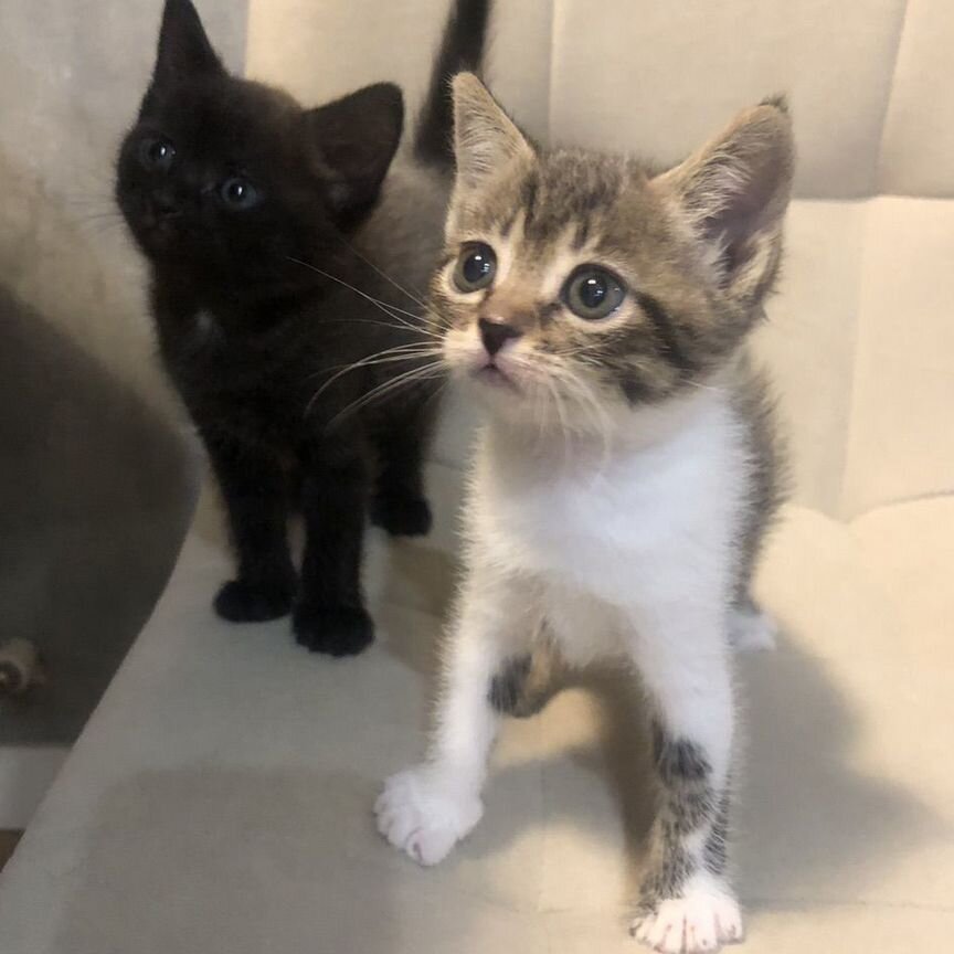 Котята в добрые руки 1 месяц и 1 неделя