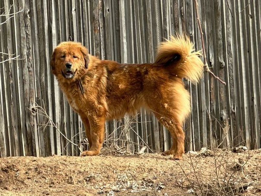 Отдам девочку тибетского мастифа