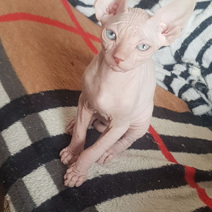 Канадский сфинкс