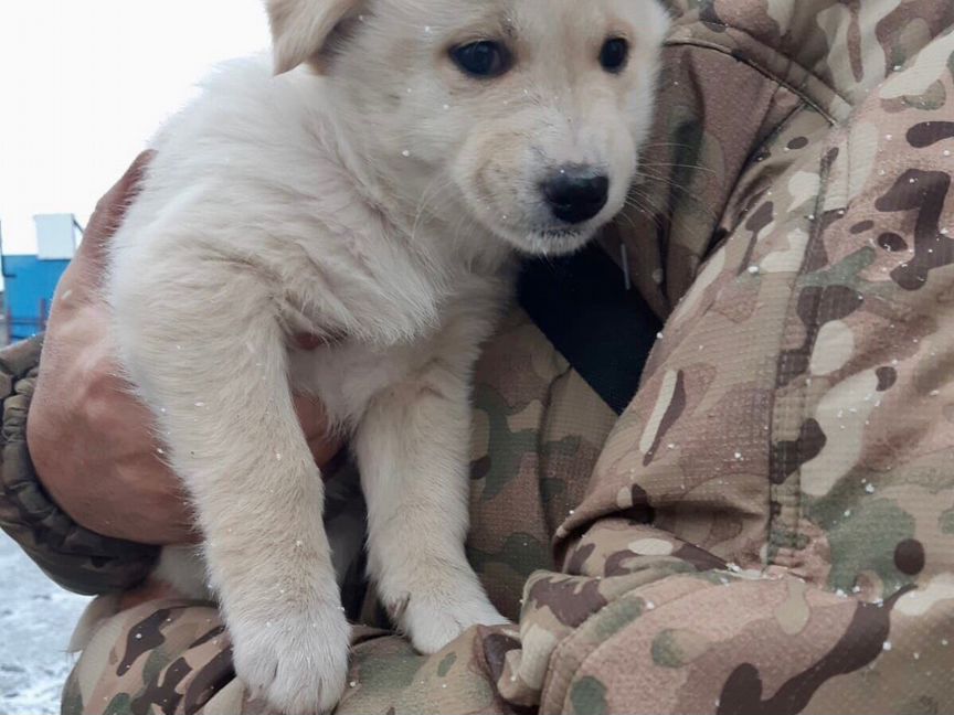 Хорошенькие щенки-девочки на охрану и для дружбы