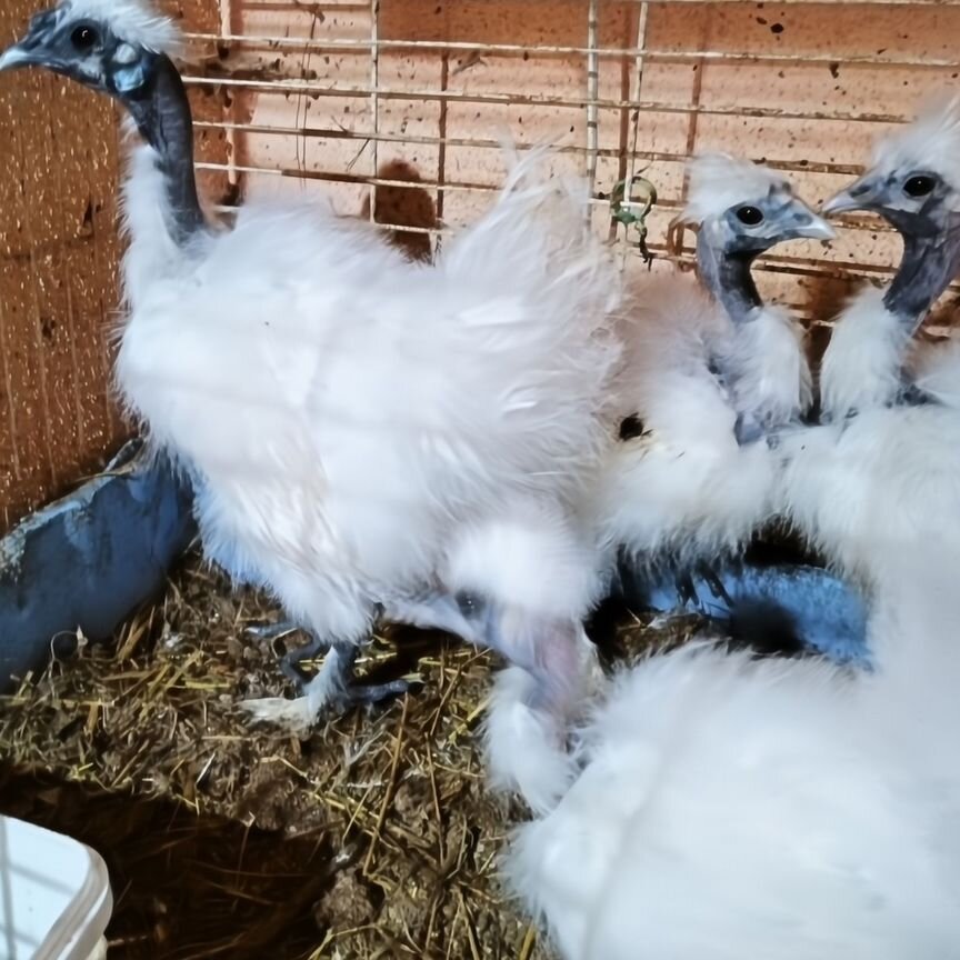 Шелковые голошейные семья