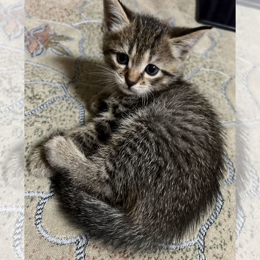 Котёнок в добрые руки