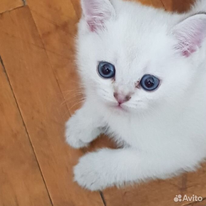 Котята шатландец