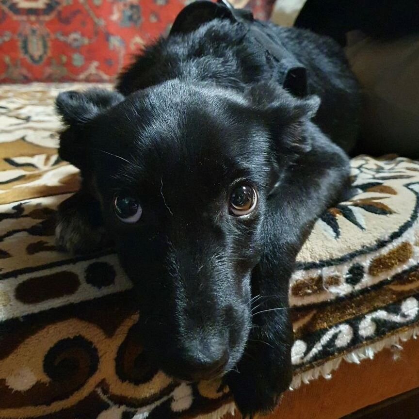 Очаровашечка