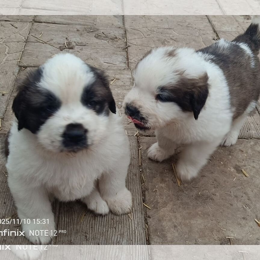 Московская сторожевая, щенок